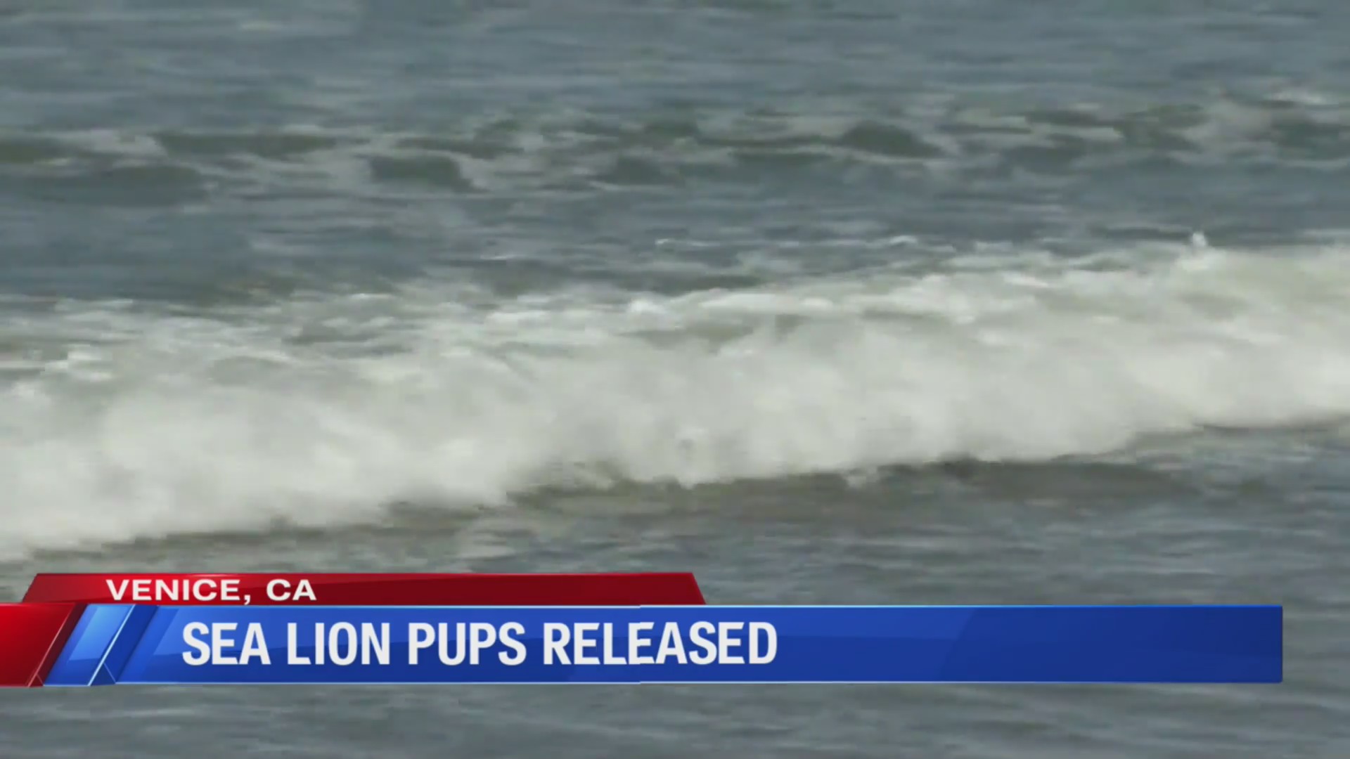 Sea lion pups released
