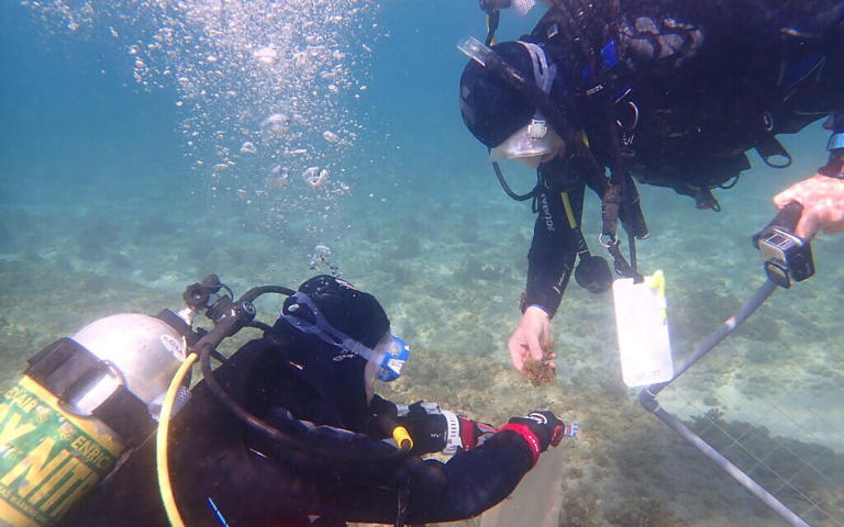 The Mediterranean: Warmer, saltier, more acidic, and rising fast — report