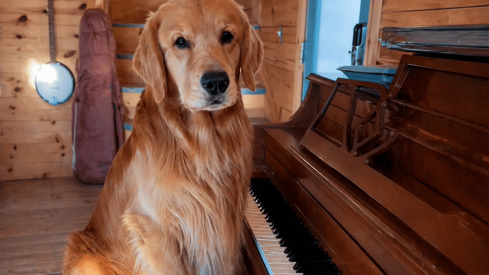 My dog is judging my music taste