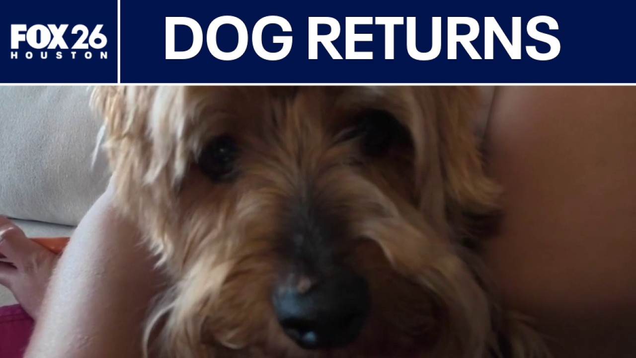Dog returned after woman was targeted by scammers