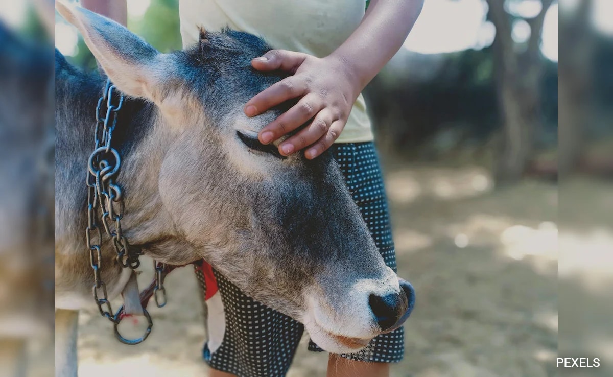 PETA India, police stop planned animal sacrifice at Telangana temple