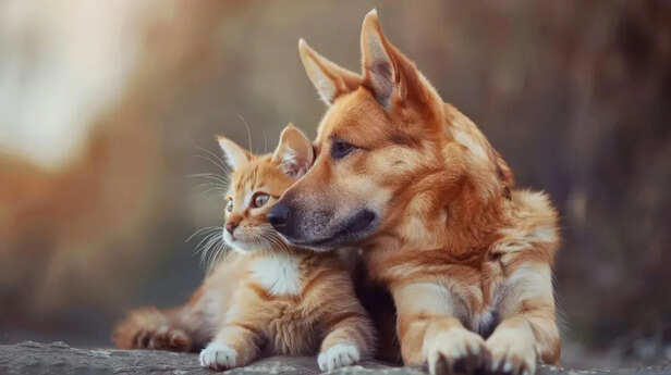 The shocking differences between dog, cat, and exotic pet care