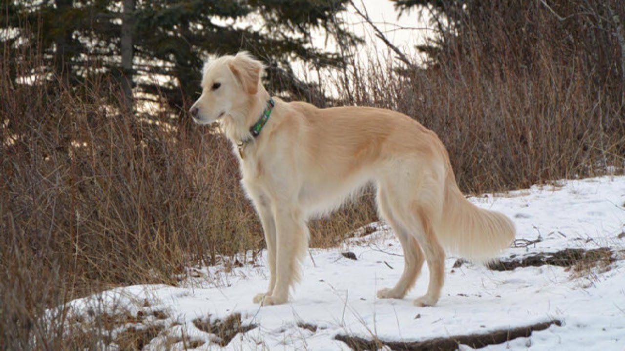 Her dog won’t stop barking at something in the woods