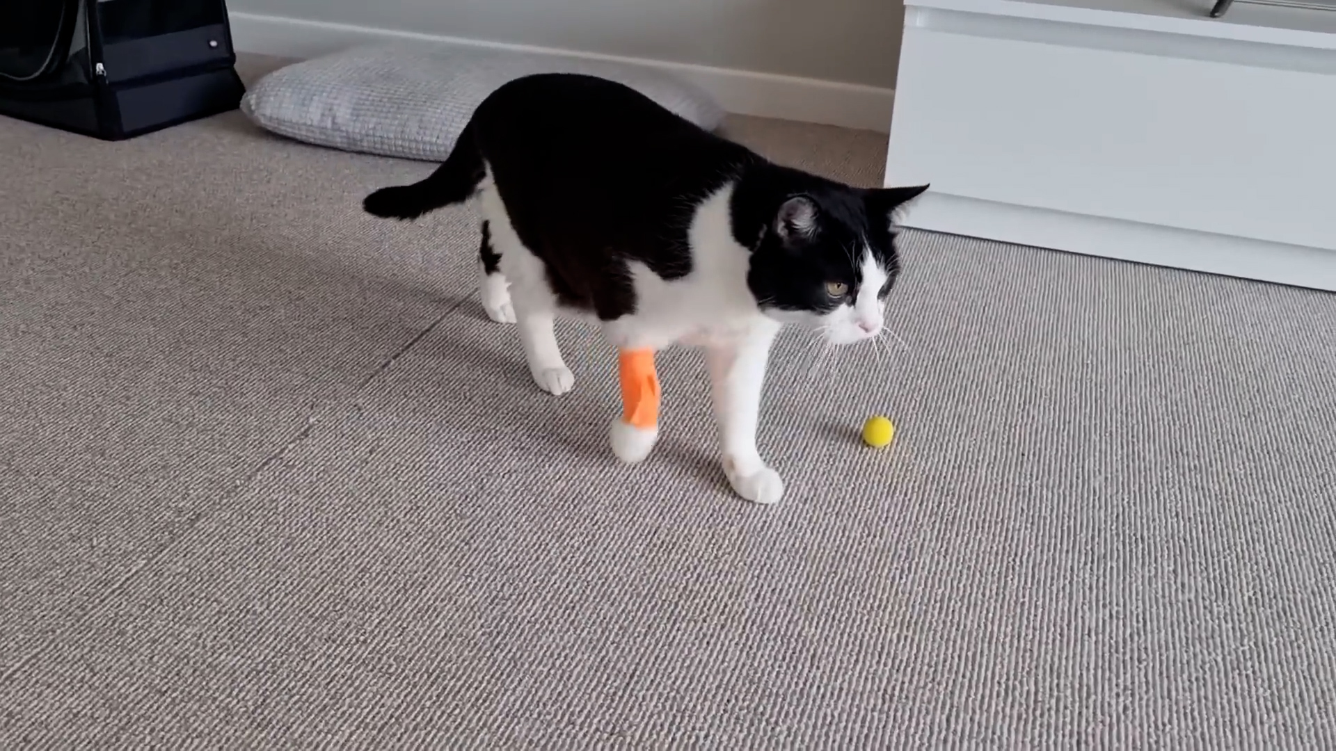 Waarom loopt deze kat zo?