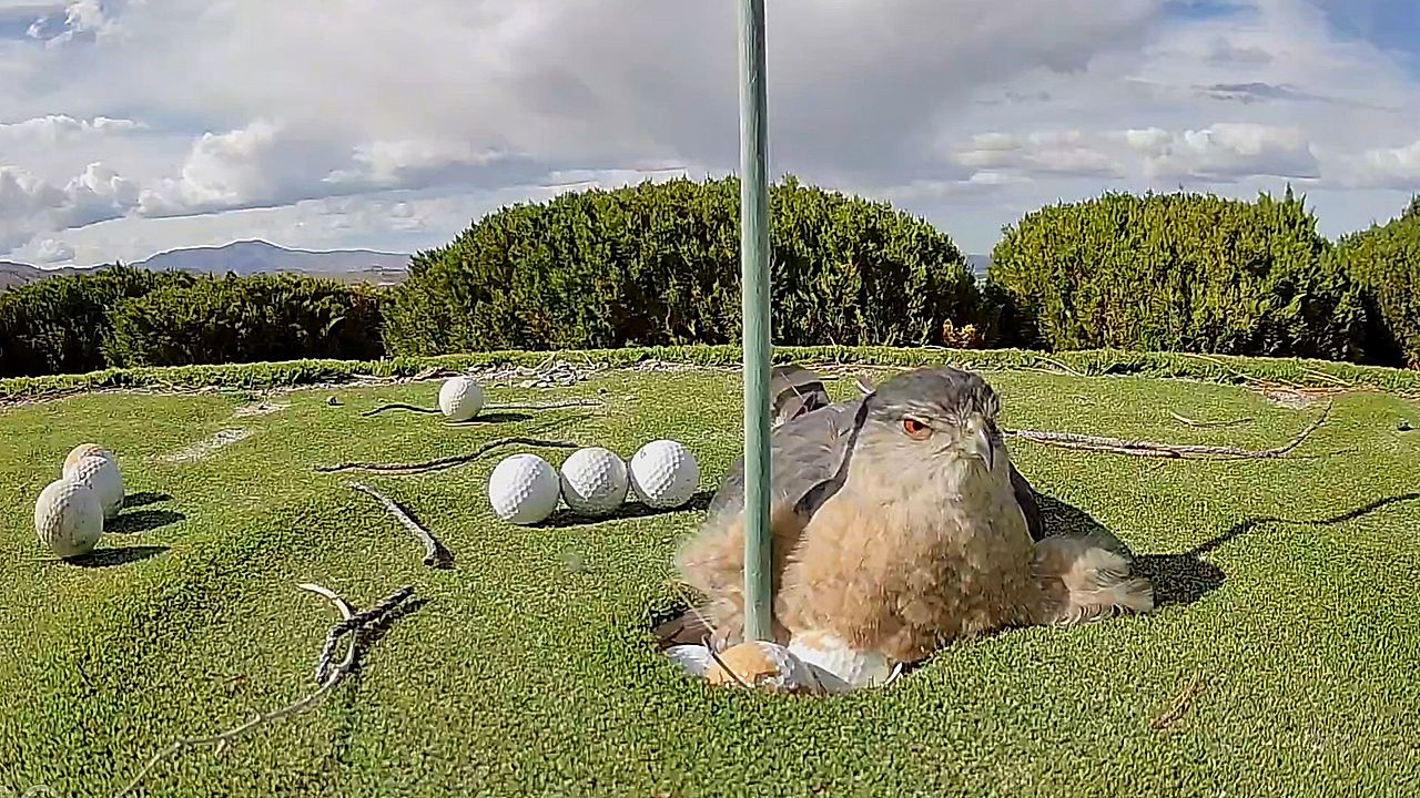 Hawk mistakes golf balls in Nevada backyard for eggs