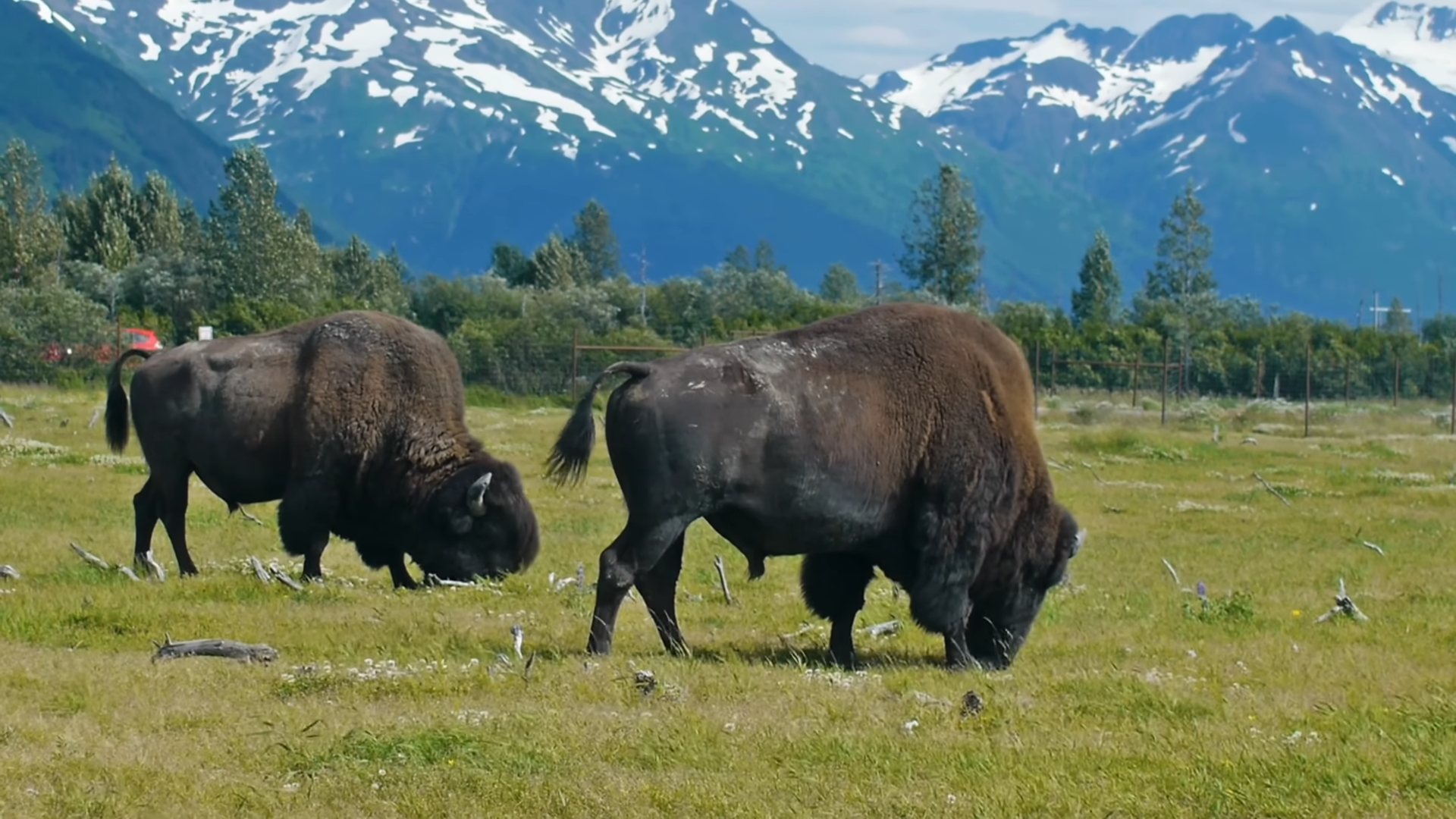 Watch what happens when mega beasts return to dying land