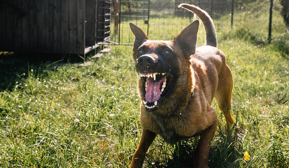 Garda bitten in face by 'vicious' dog during drug search operation