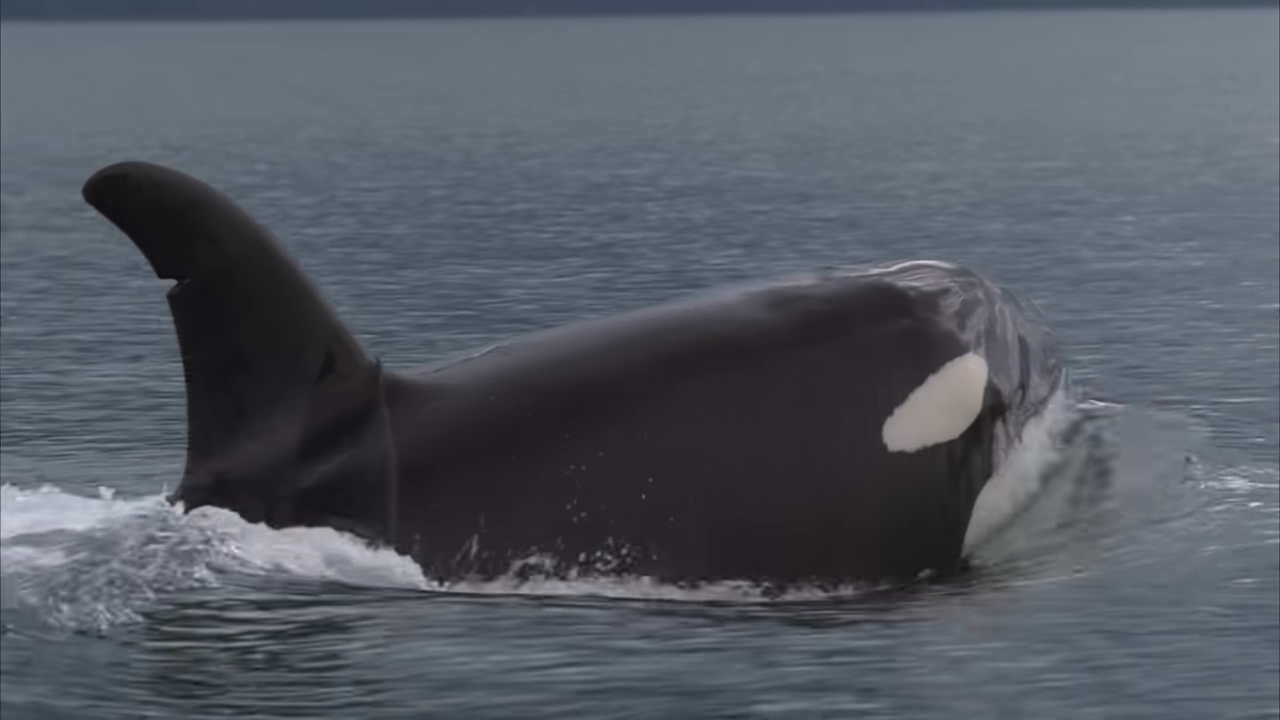 Watch what happens when a 5,000kg orca hits a boat – it doesn’t end well