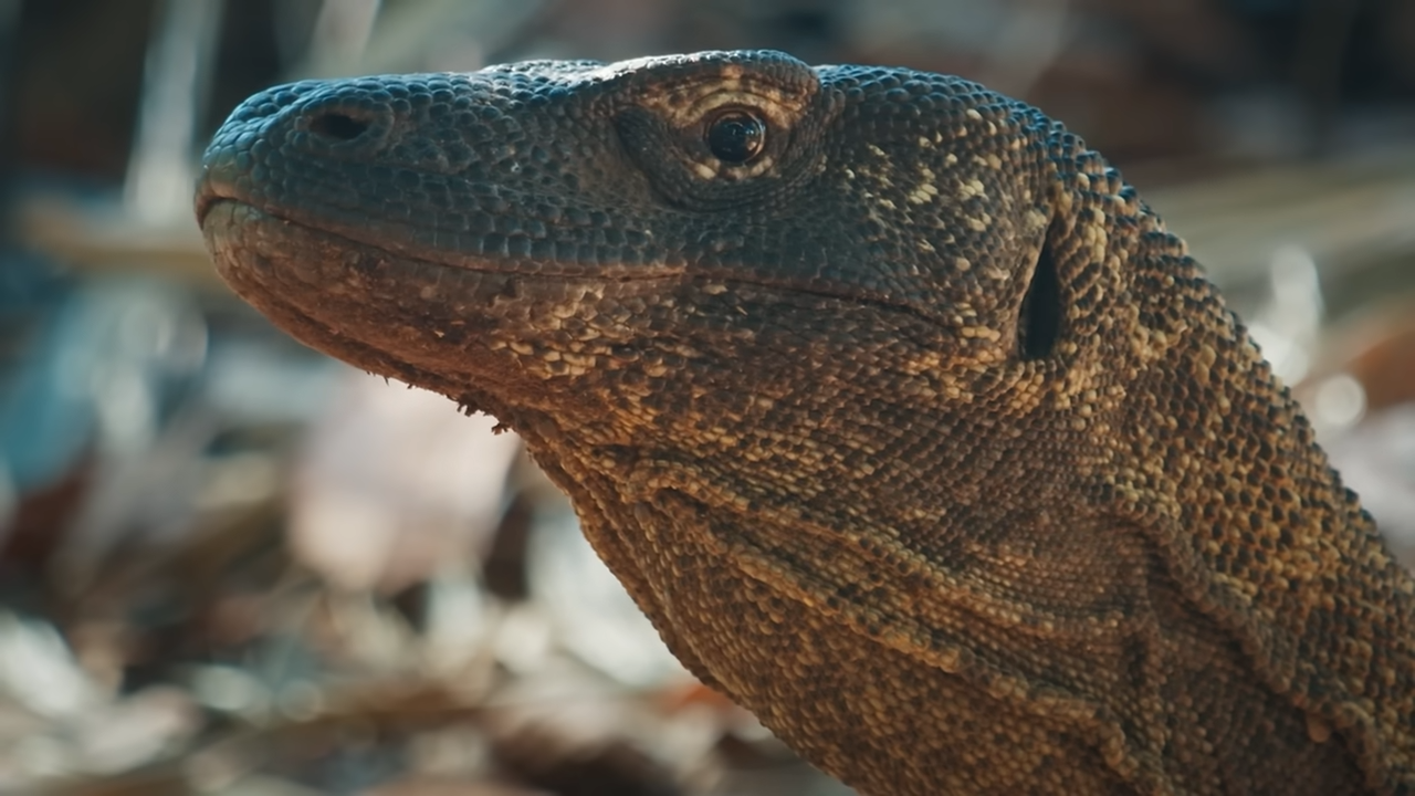 Watch a komodo dragon take down massive prey – it doesn’t fight fair