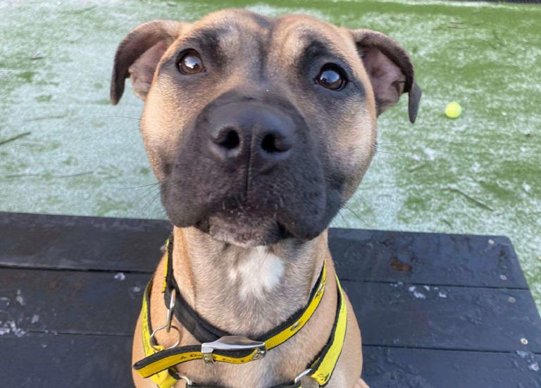 'She steals the toilet roll!' Stray Staffy taken in by Dogs Trust ...