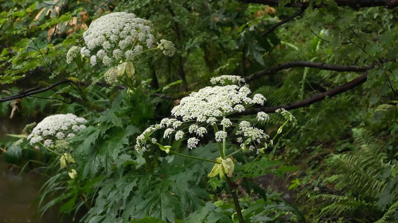 This 15ft invasive plant that produces toxic sap is coming into season now