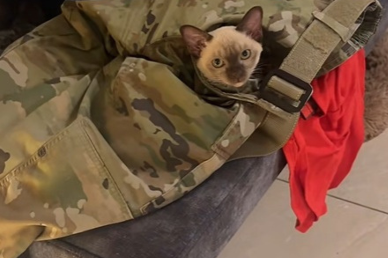 Kitten left alone for first time, owner can’t believe where she finds her