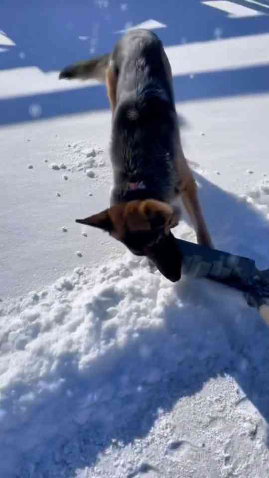 German Shepherd “Helps” With Shoveling in Hilarious
