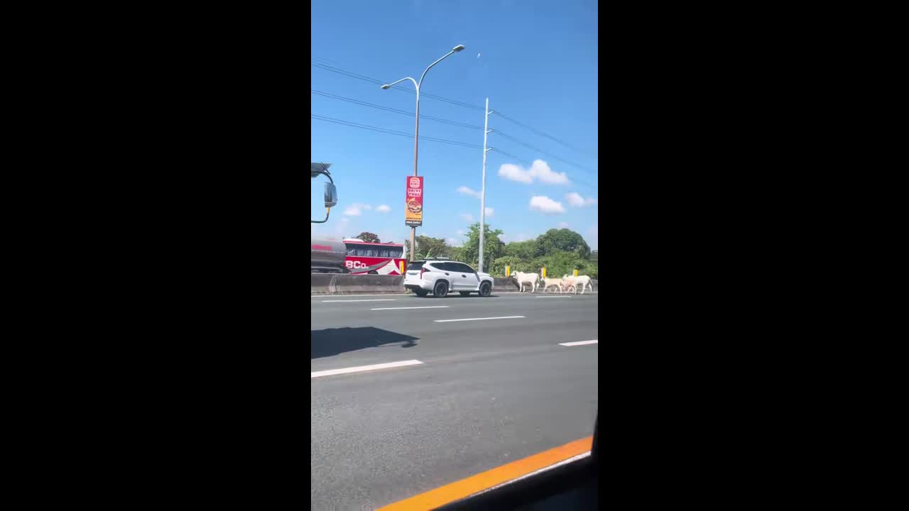 Herd of cows block traffic as they wander across busy road