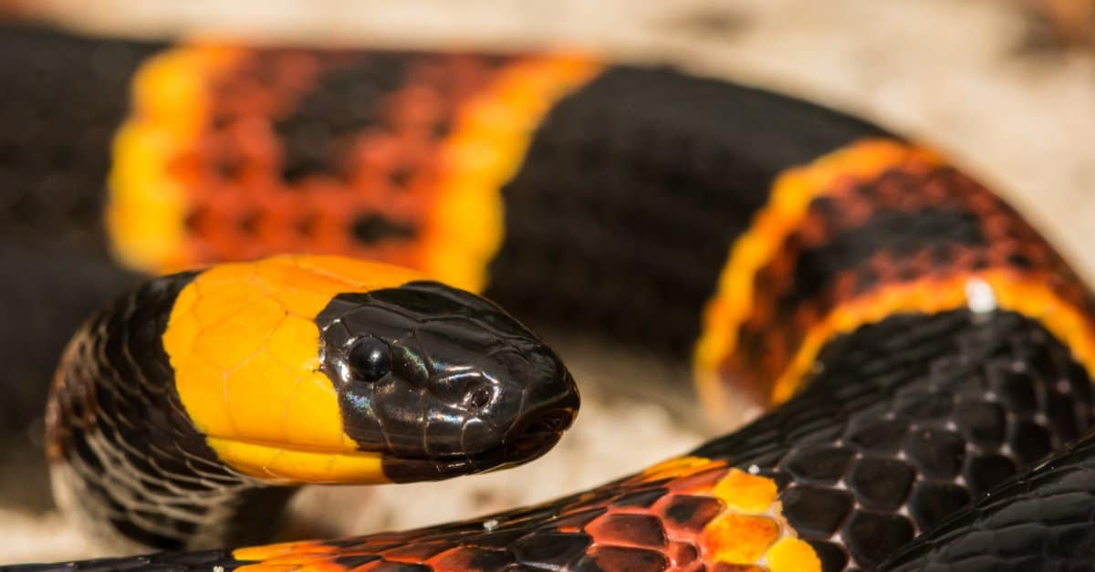 These are the most dangerous snakes in America