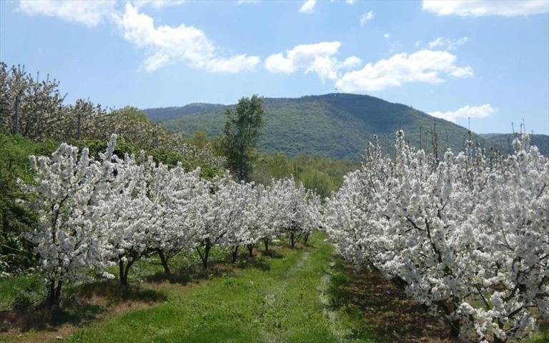 Μάγεψαν οι ανθισμένες κερασιές της Πέλλας - ένα ανοιξιάτικο σκηνικό που ...