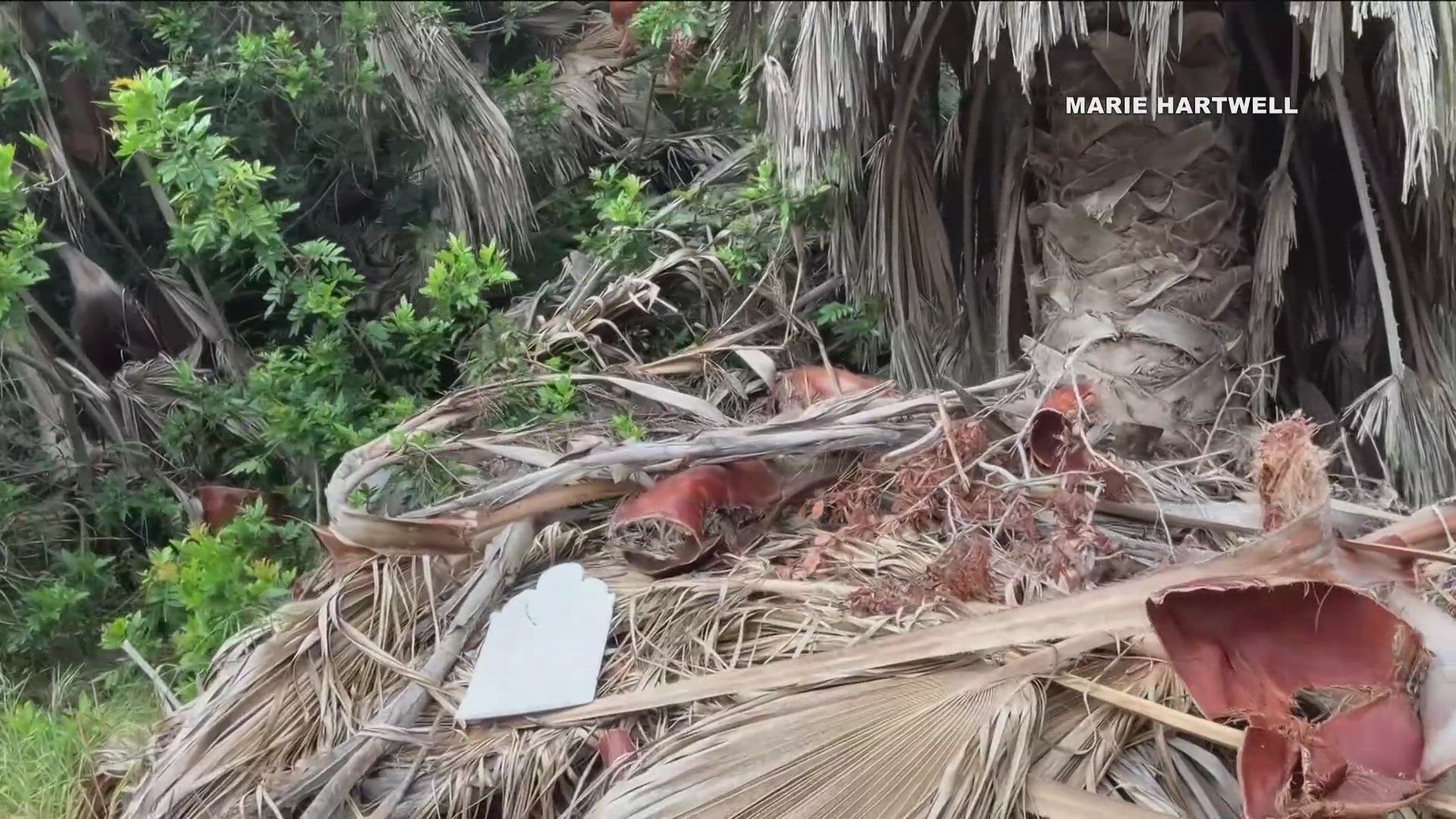 Hiker concerned over neglected Clairemont trail, says overgrown brush ...