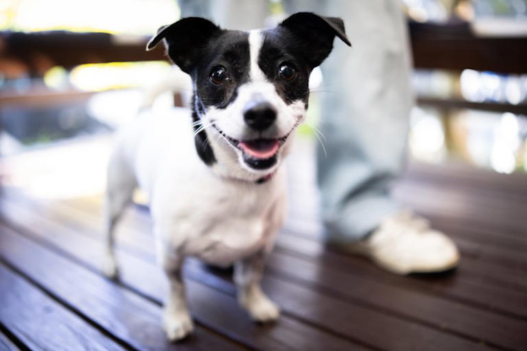 After three days on a ledge, and two at the vet, Elbie is just fine ...