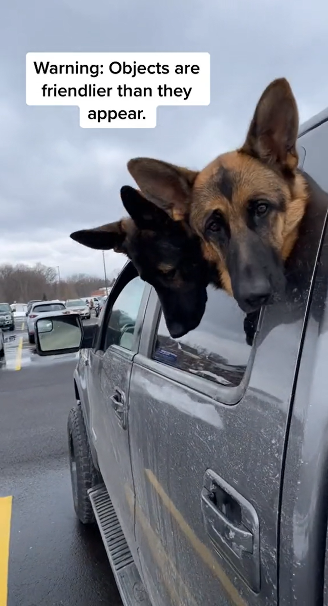 A dog that always wants to tag along