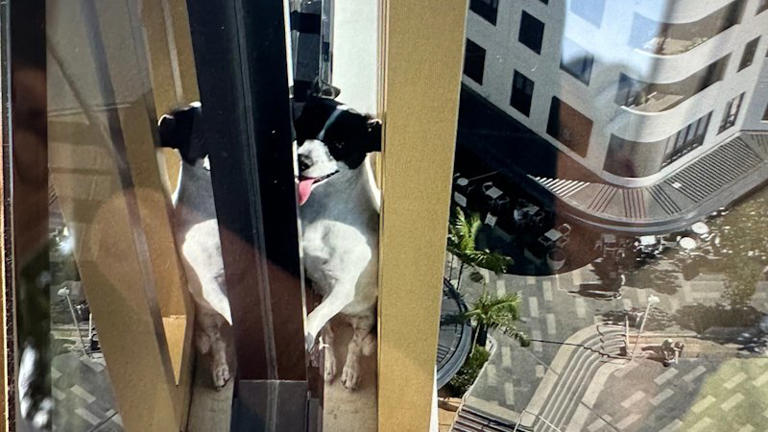 After three days on a ledge, and two at the vet, Elbie is just fine ...