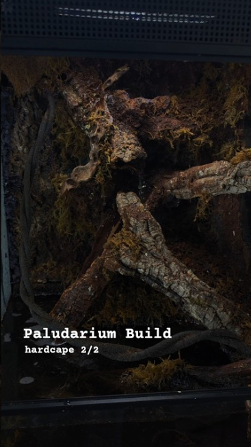 Is this really a beginner aquascape