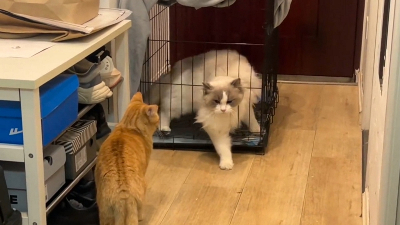 Ragdoll cat breaks free while tabby observes