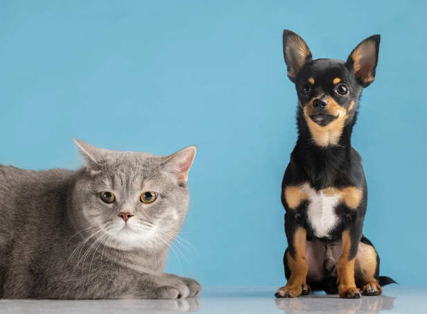 The shocking differences between dog, cat, and exotic pet care