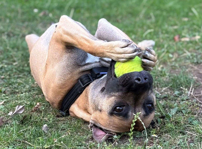 'She steals the toilet roll!' Stray Staffy taken in by Dogs Trust ...