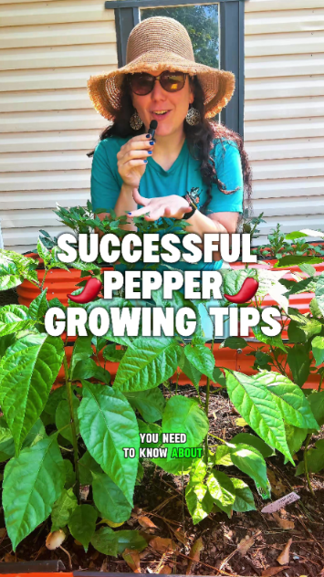 How to grow peppers successfully in your backyard garden