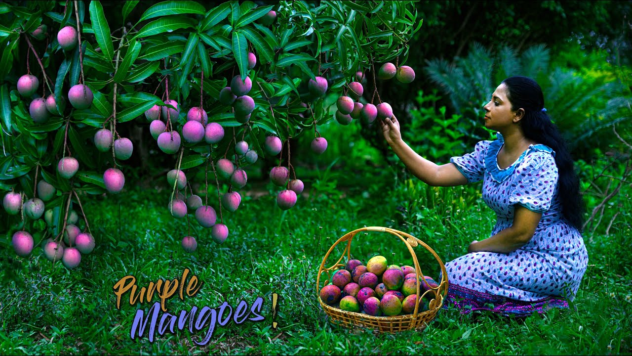 Juicy Purple Vilad Mangoes Easy Mango Rice And Dessert Ideas