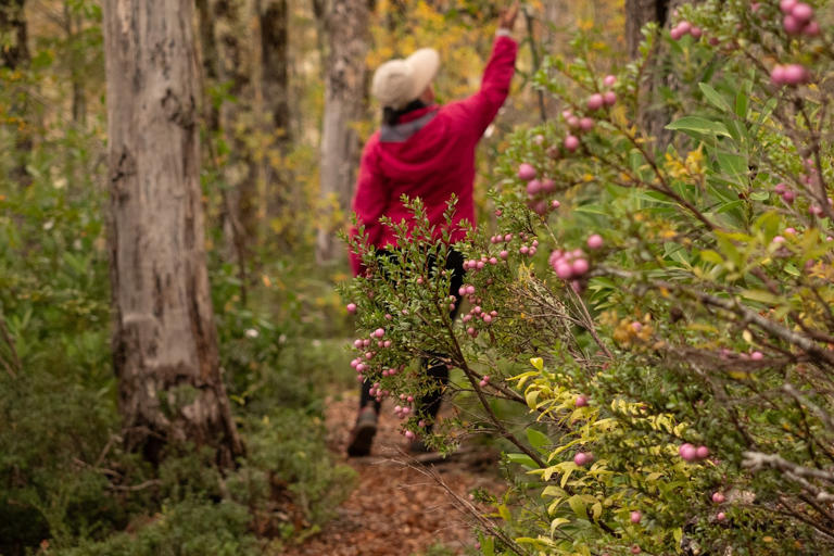 Escapadas para reconectar: el otoño en Panguipulli Sietelagos invita a ...