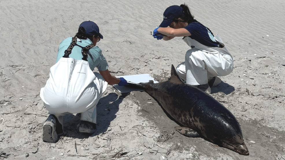 Two dolphins found dead on Masonboro Island Reserve