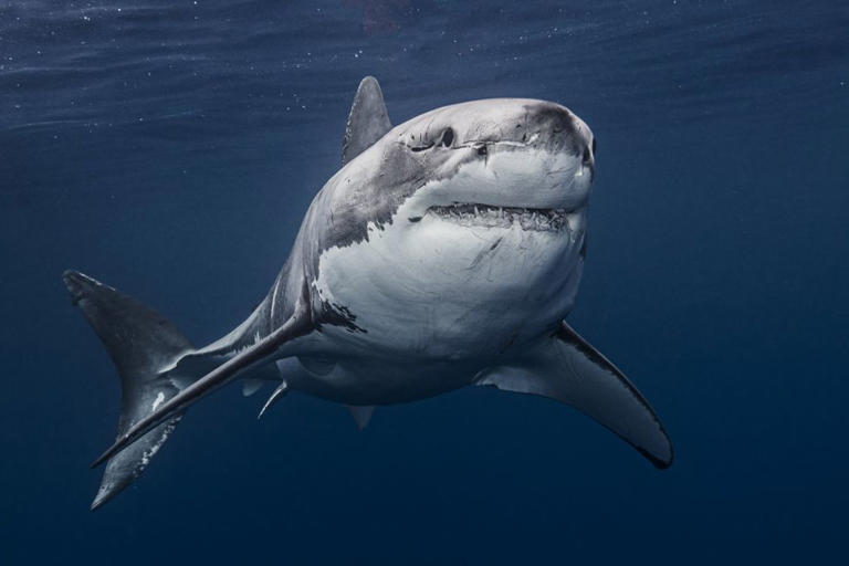 Great white sharks could soon roam Britain's seas, warn scientists ...