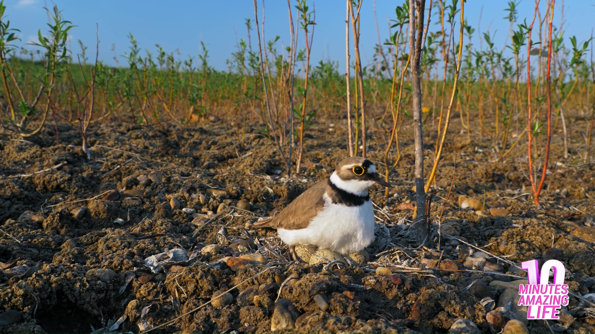 Vogel camoufleert nest perfect terwijl hij eieren beschermt