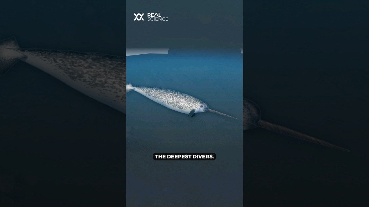 How do narwhals dive all the way to the ocean midnight zone?