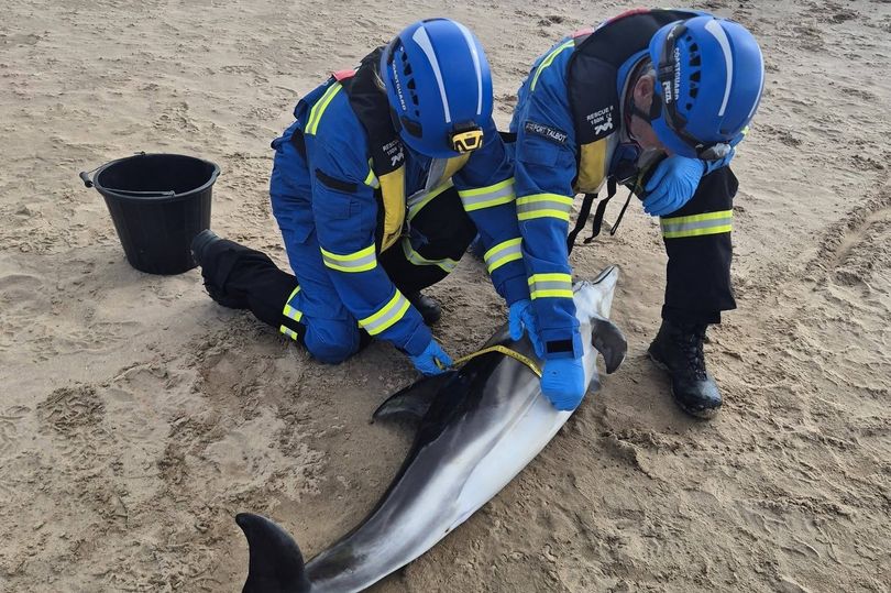 Dolphin found washed up on Aberavon beach