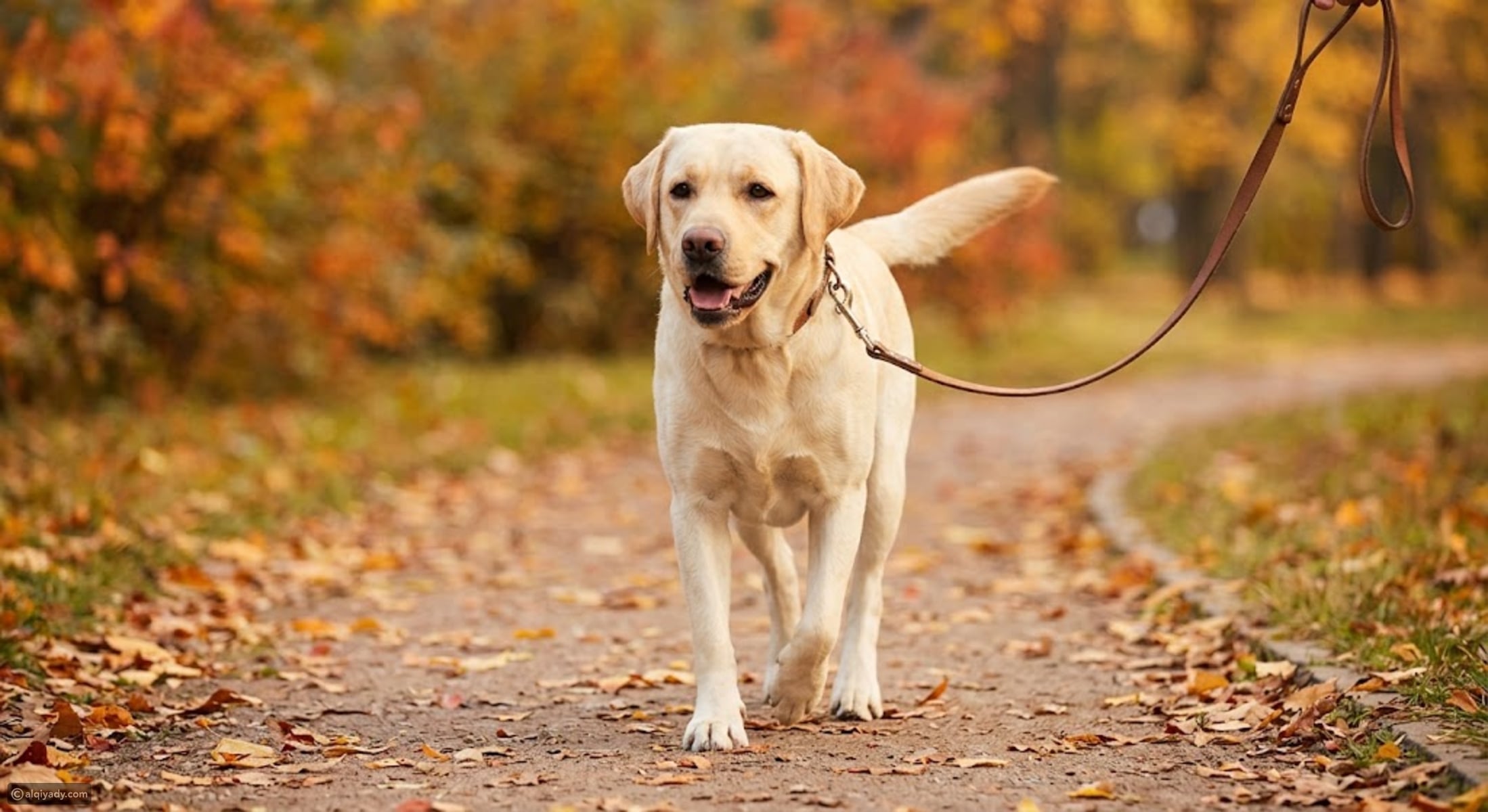 Retiring soon? These 10 dog breeds are perfect companions