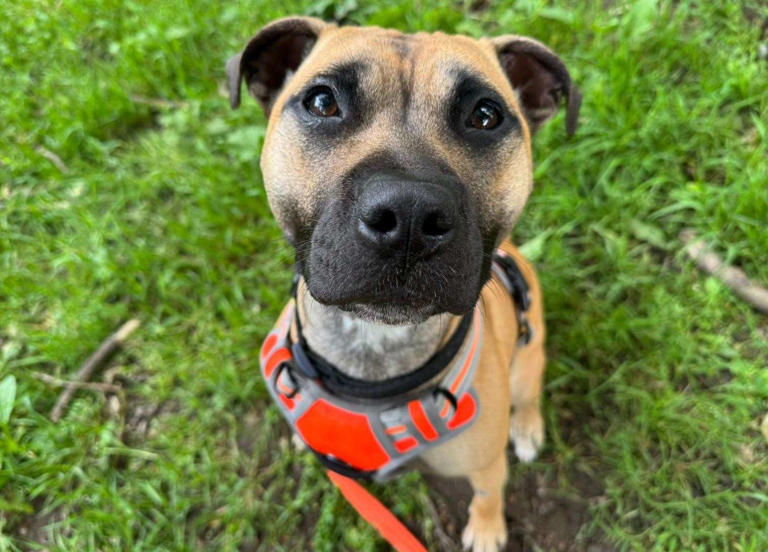 'She steals the toilet roll!' Stray Staffy taken in by Dogs Trust ...