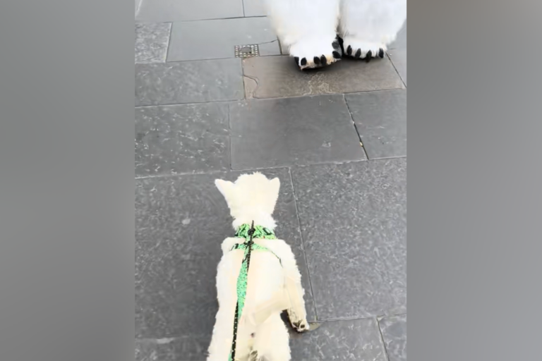 Tiny dog on walk when he spots a giant polar bear—this was his response