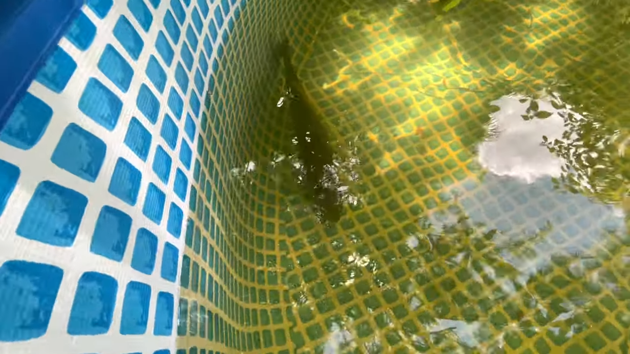 Watch what happens when they release a predator into a pond