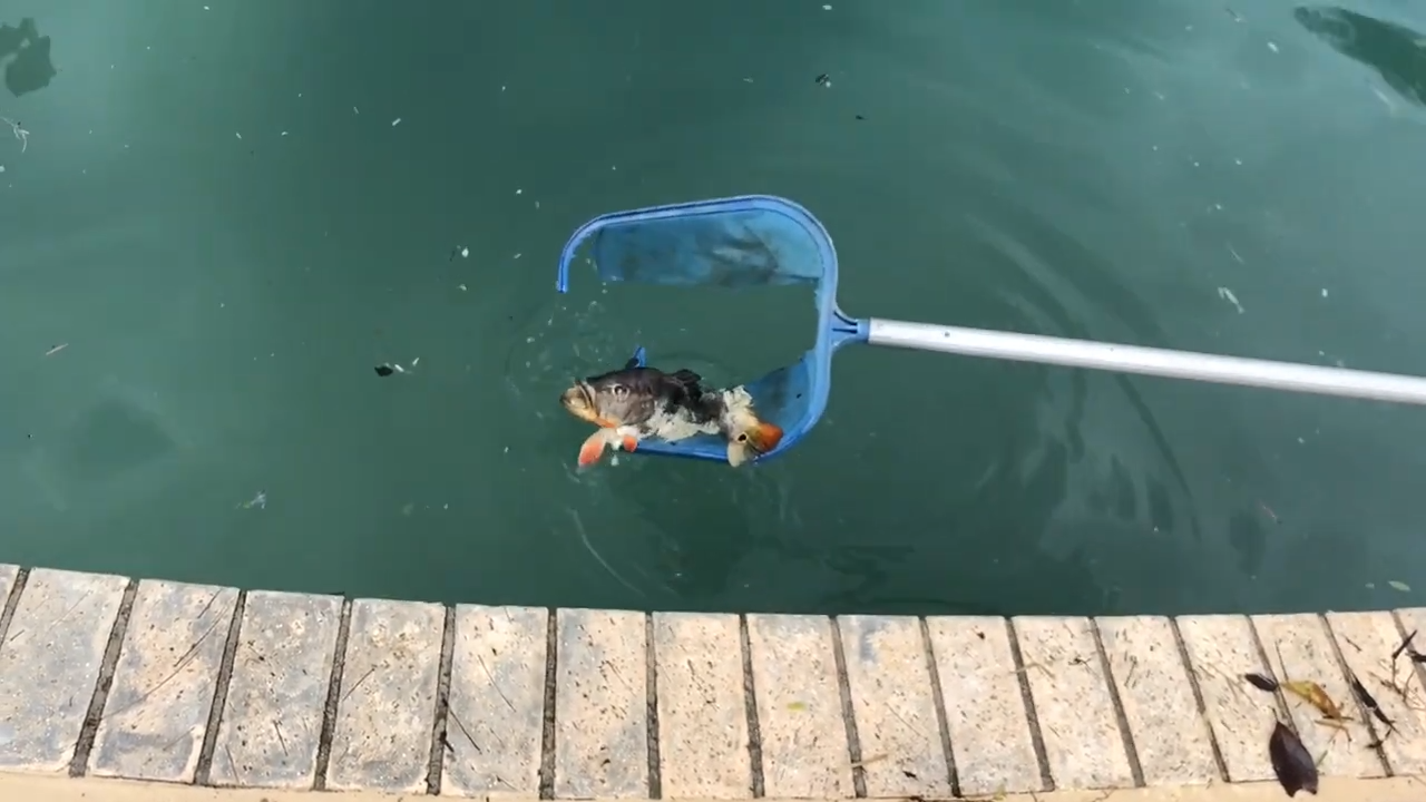 Watch what happens when they find a dying fish and try to save it in ...