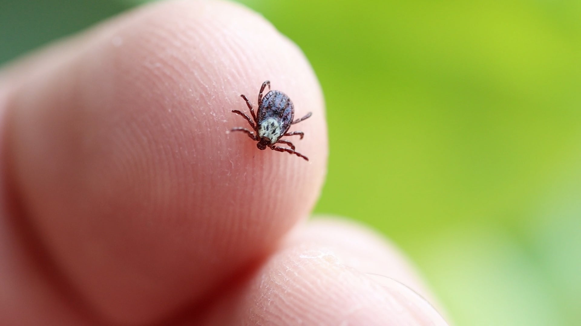 Lyme disease isn't the only threat from ticks this spring