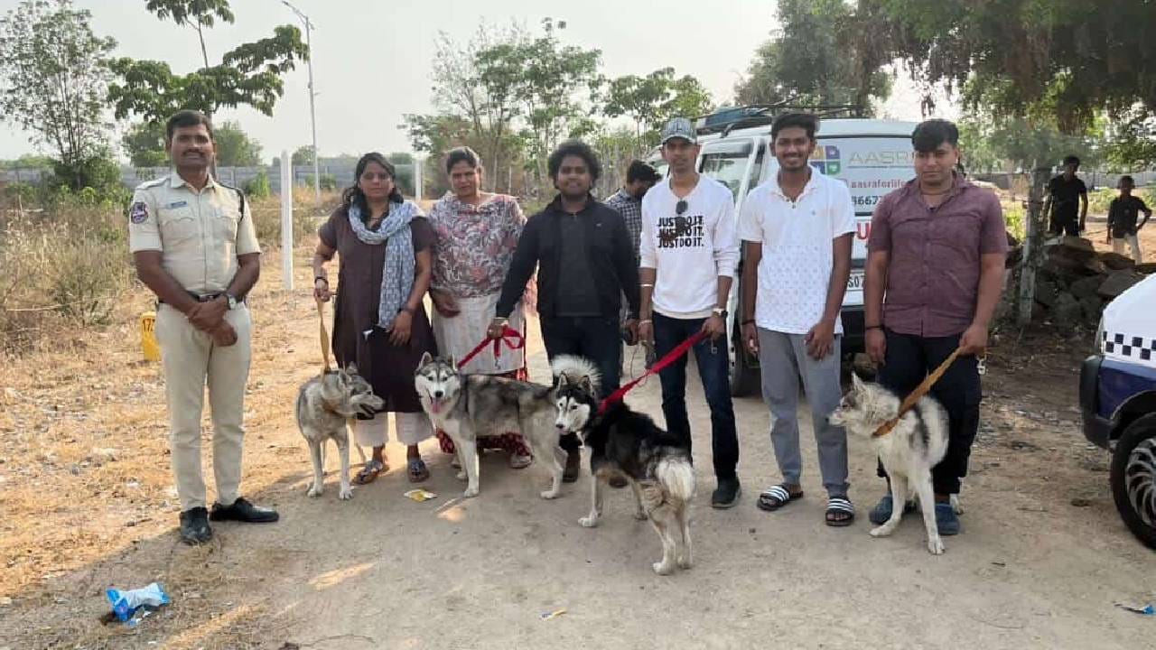 Hyderabad: 40 Siberian huskies abandoned in the outskirts; eight saved ...