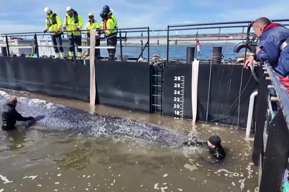 Humpback whale 'Timmy' released after weeks stranded in Germany
