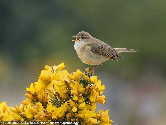 The dawn chorus is getting quieter: Scientists warn UK's annual concert ...
