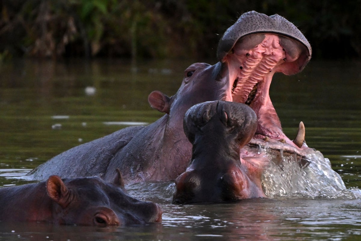 Indian billionaire offers to re-home Pablo Escobar’s ‘cocaine hippos’