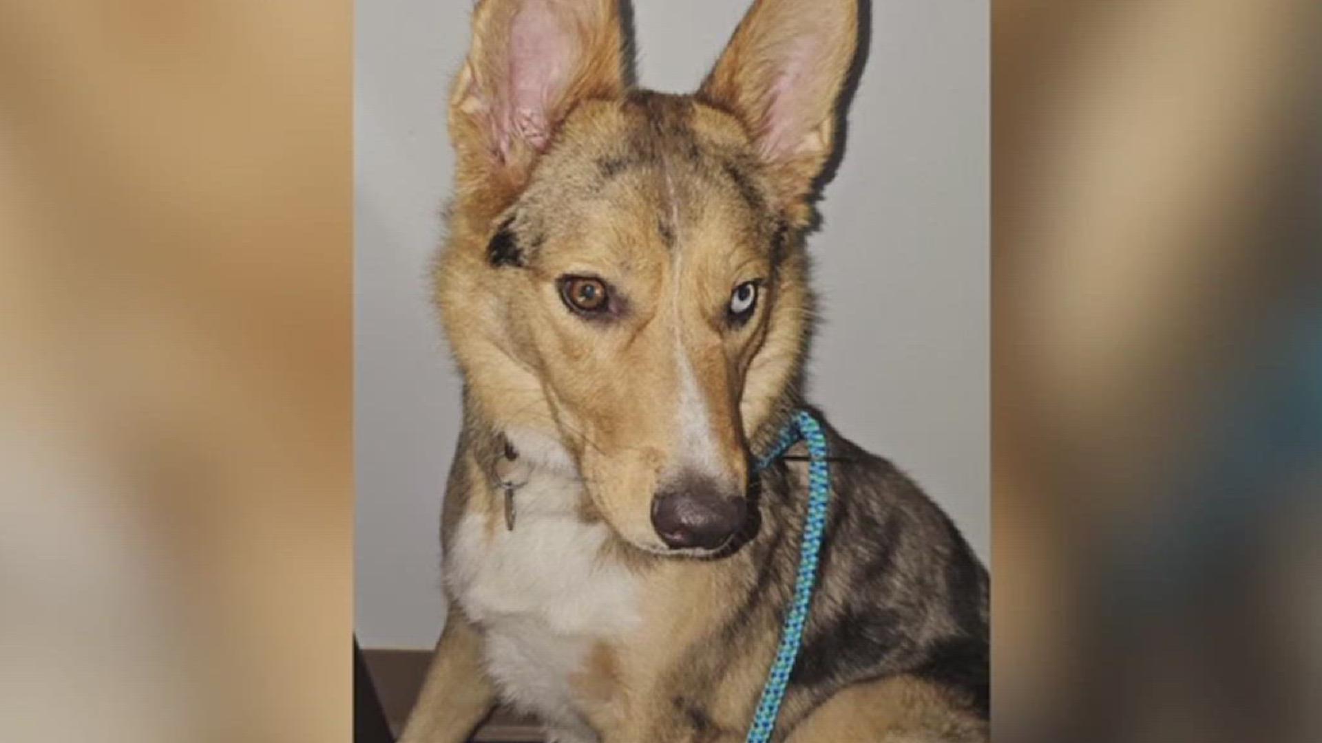 Furry friends: Meet Wyatt!