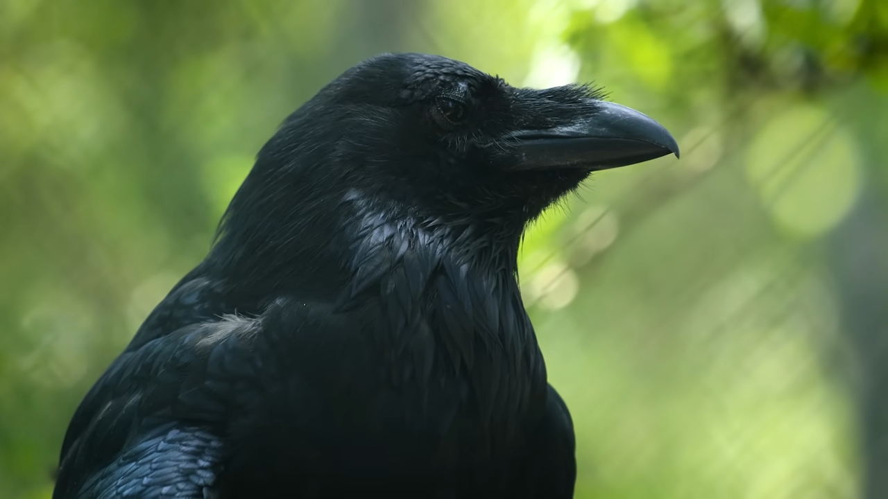 Watch this crow solve puzzles like a 7-year-old child... it plans every ...