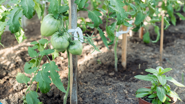 Make your small row garden a bountiful paradise with these 10 plants