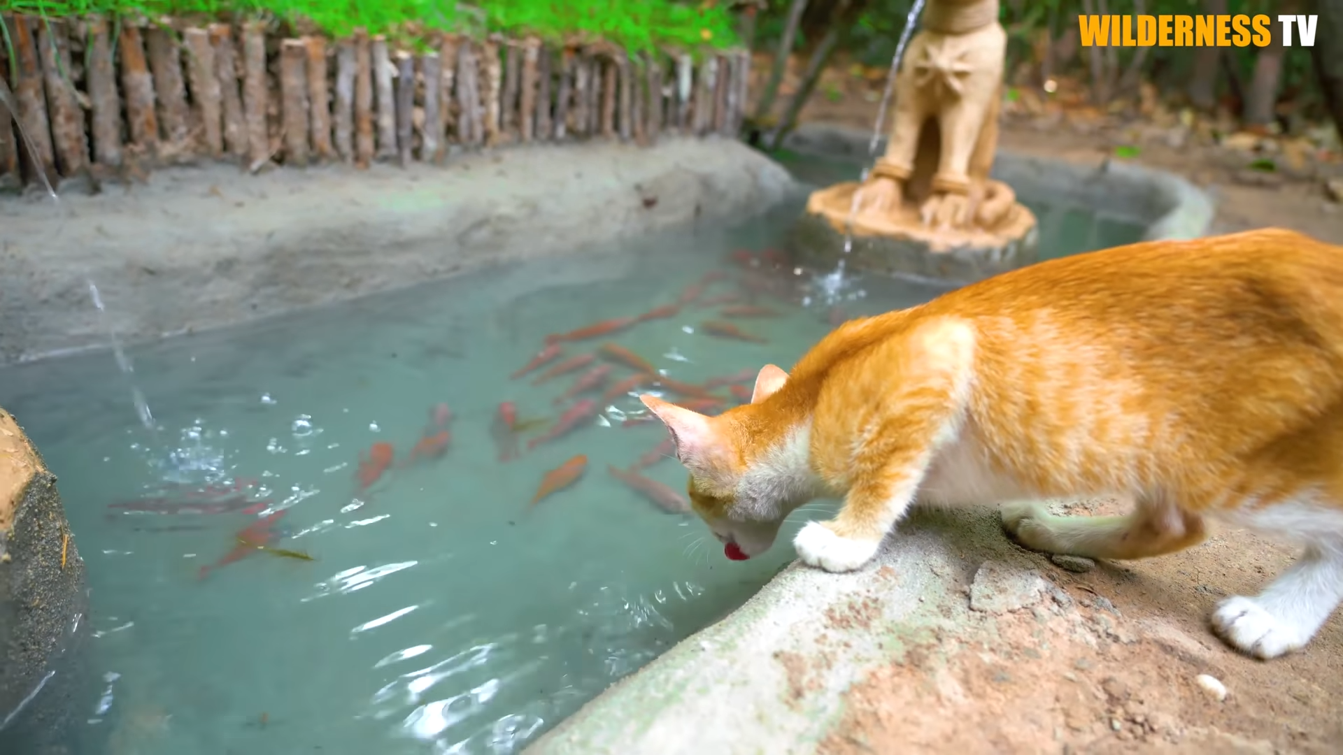 Cold hungry cat slept alone until they built a safe bamboo shelter